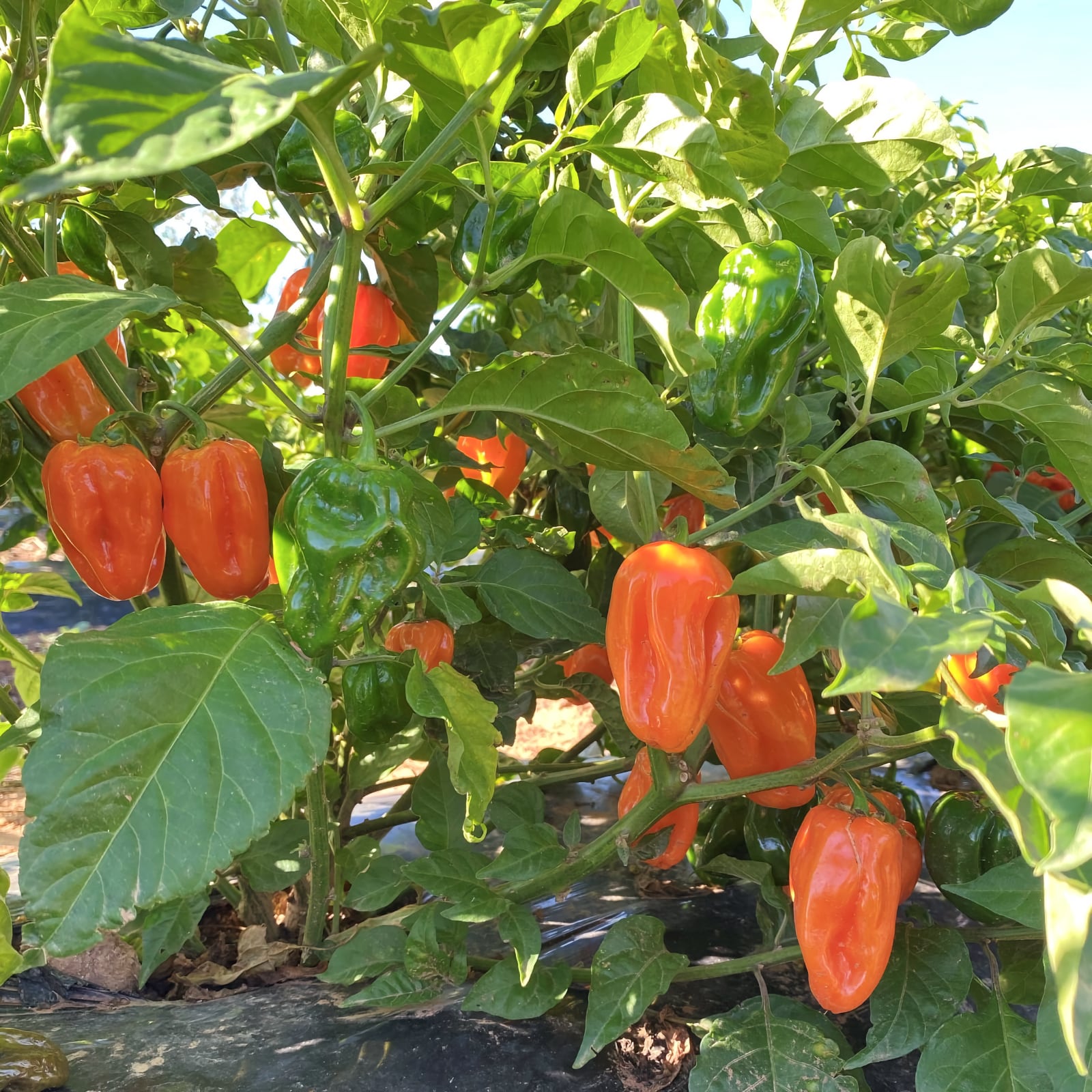 The Hottest Chillies In The World – Chilli Kings
