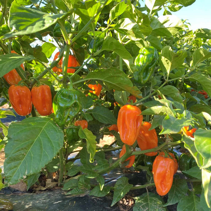Chilli Seeds and Gourmet Vegetable Seeds | Chilli Kings