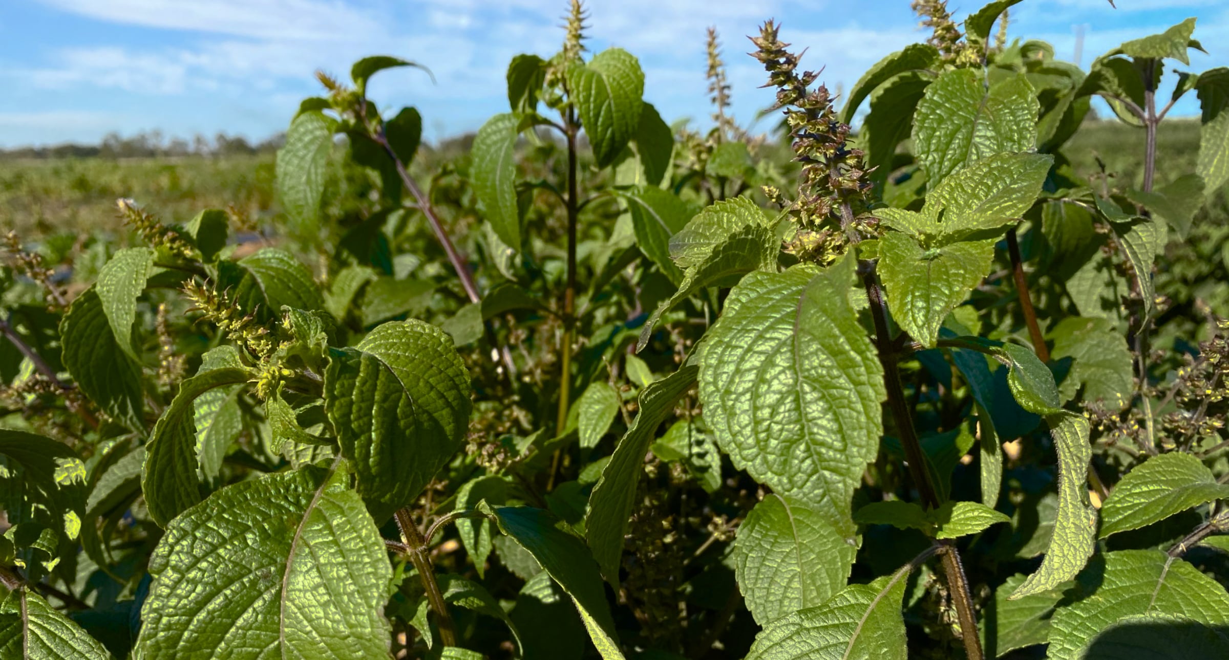 Vegetables - Gourmet African, Middle Eastern, Asian | Chilli Kings