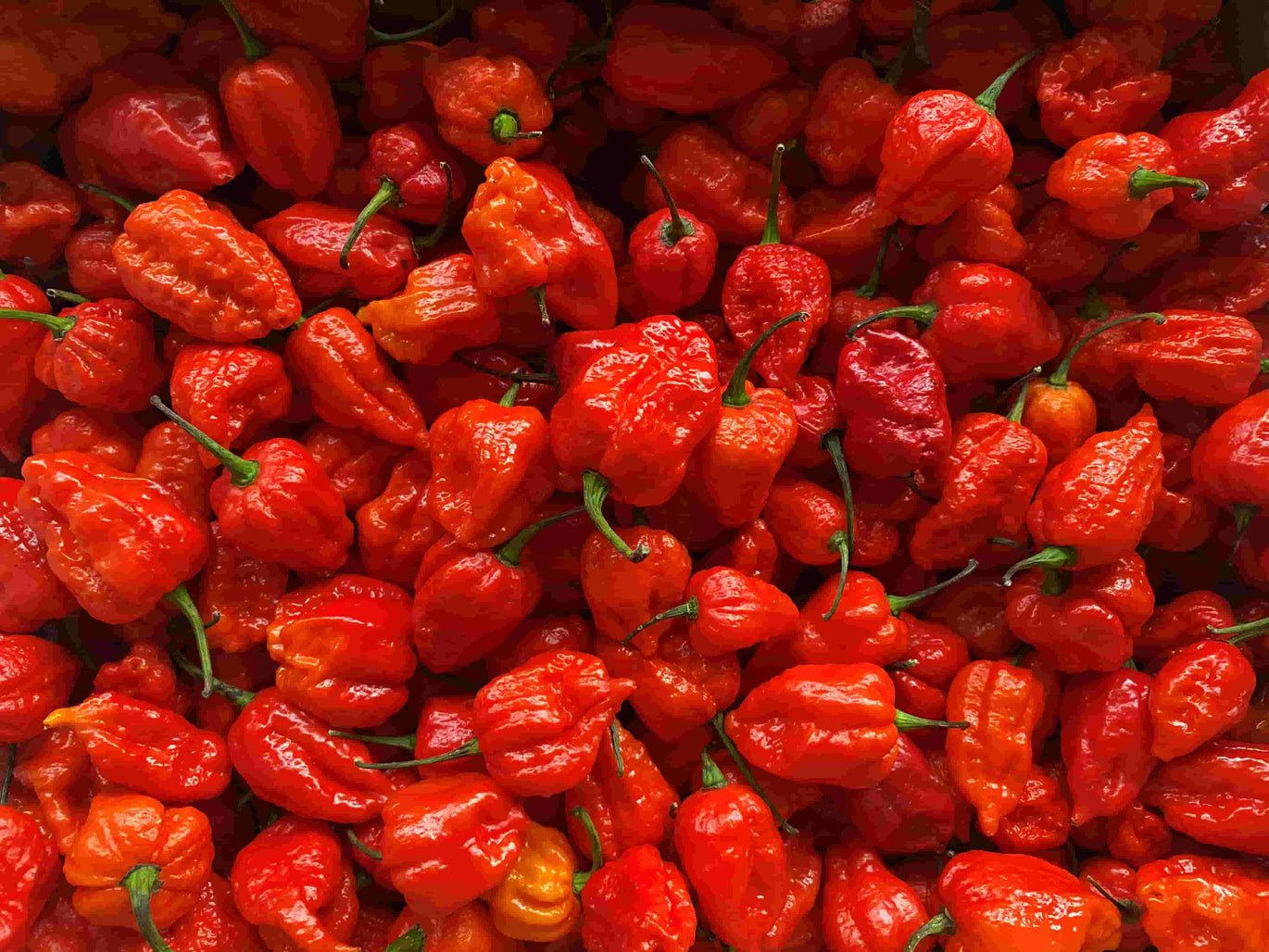 World's Hottest Chillies | Chilli Kings