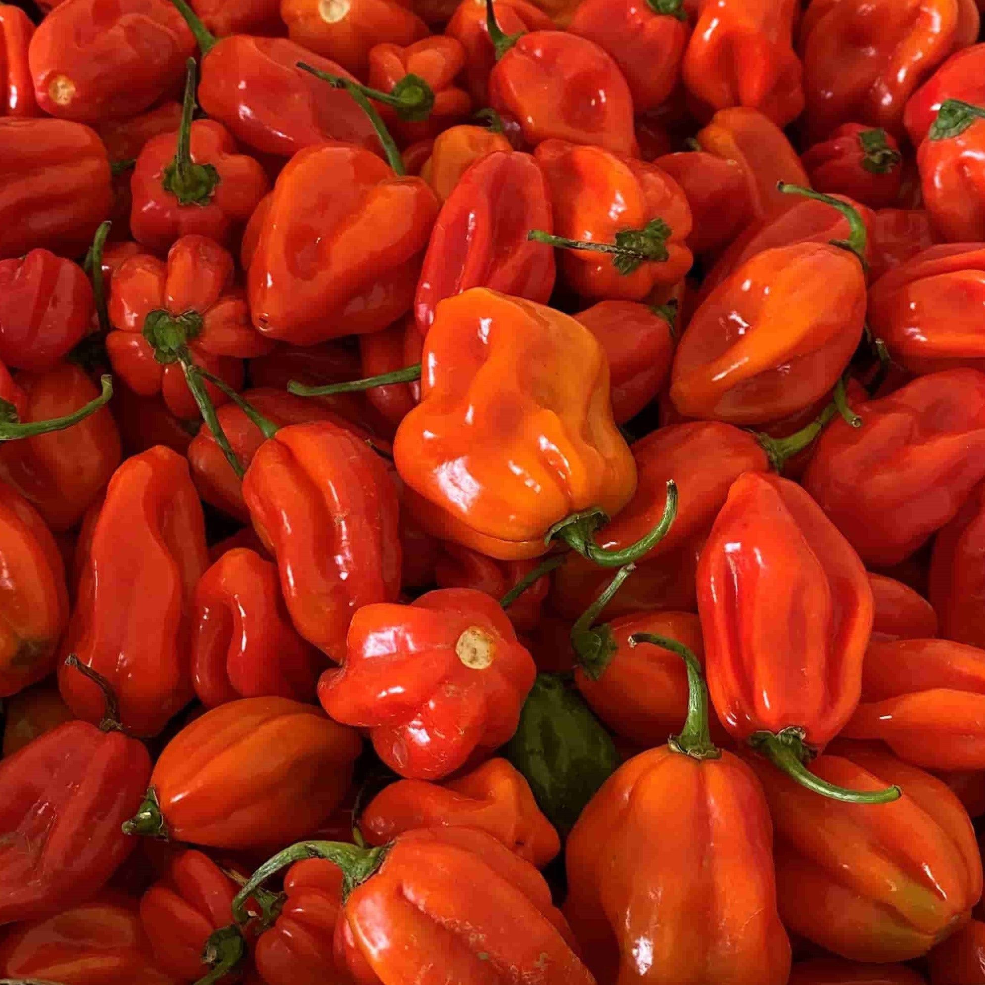 Red Habanero Chilli - Sydney Special | Chilli Kings - World's Hottest ...