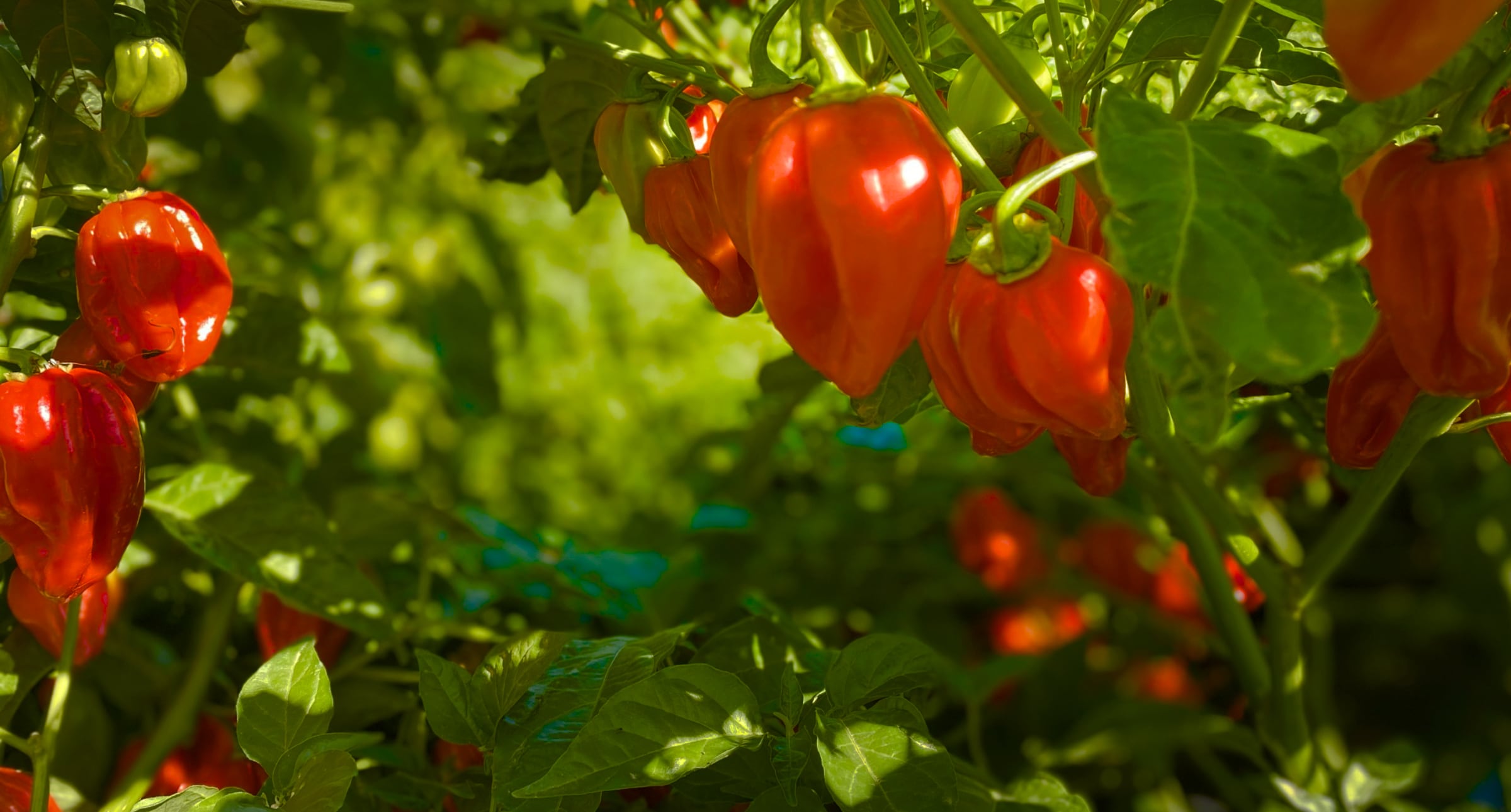 World's Hottest Chillies | Chilli Kings