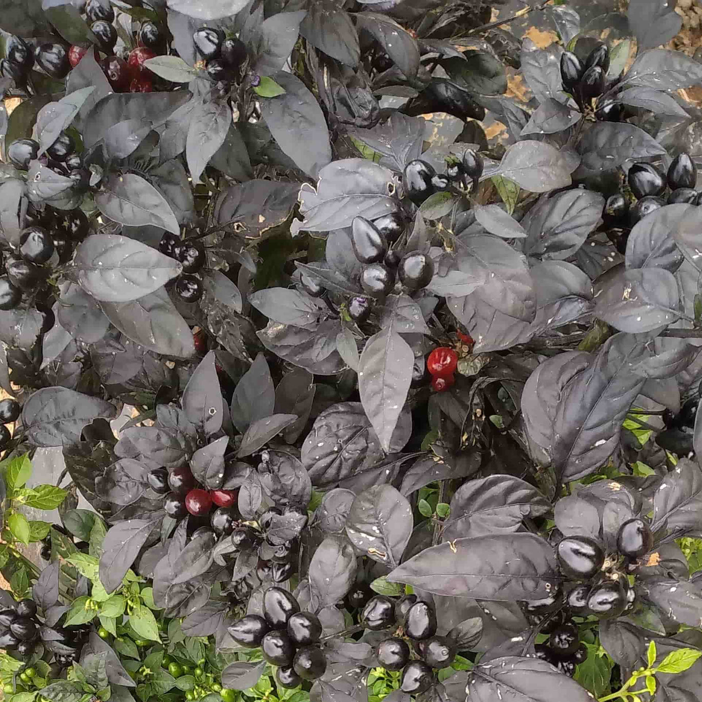 Black Pearl Chilli - Seeds | Chilli Kings