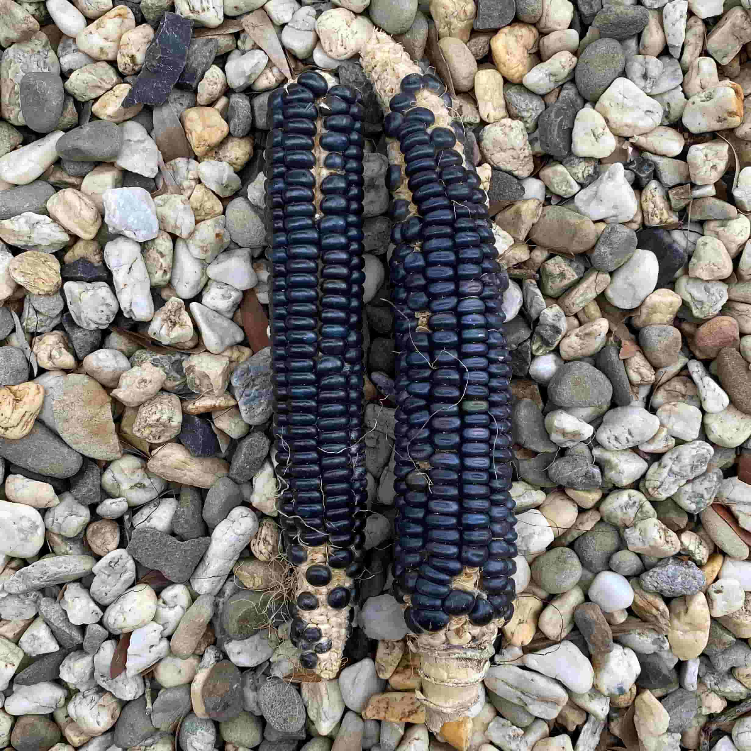 Corn, Maize - Blue Hopi - Seeds – Chilli Kings