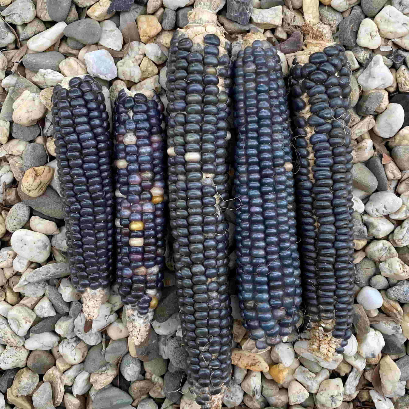 Corn, Maize - Blue Hopi - Seeds – Chilli Kings