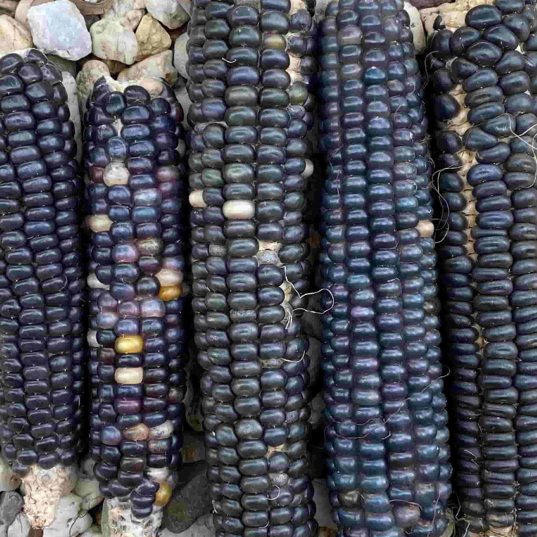Corn, Maize - Blue Hopi - Seeds – Chilli Kings