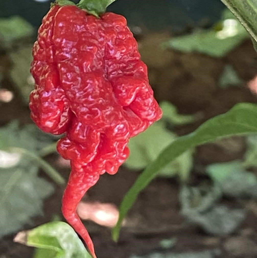 Carolina Reaper Red CK - Seeds | Chilli Kings