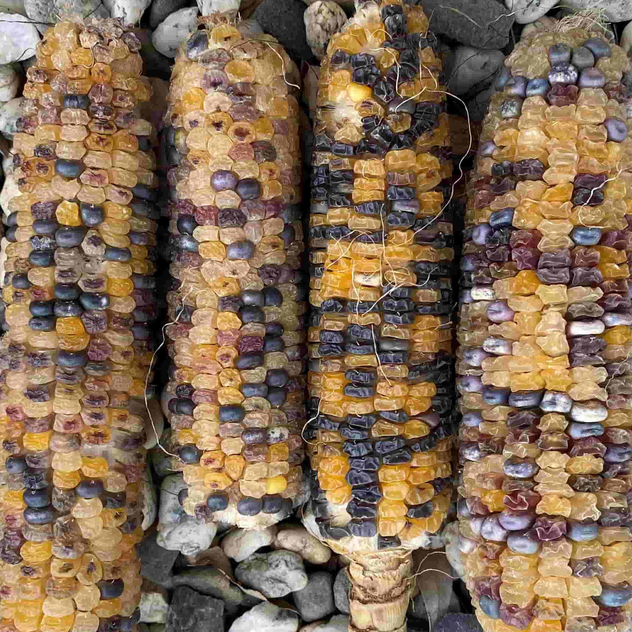 Anasazi Food Corn The Anasazi DesertUSA