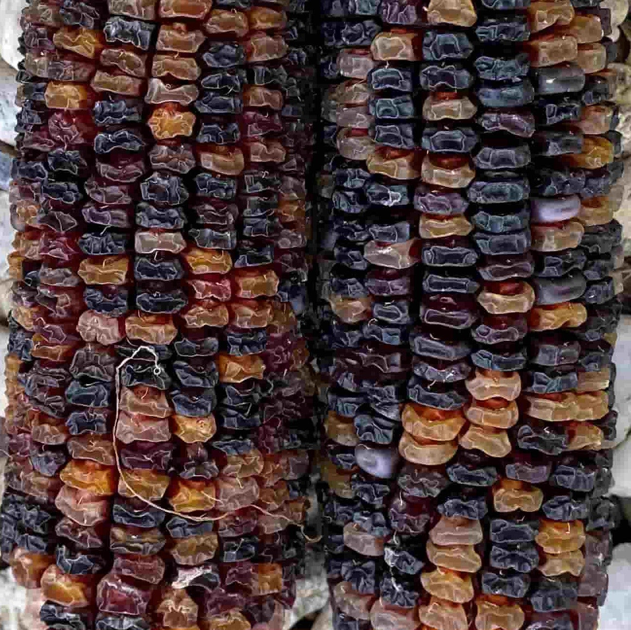 Corn - Multi Coloured Aztek - Seeds – Chilli Kings