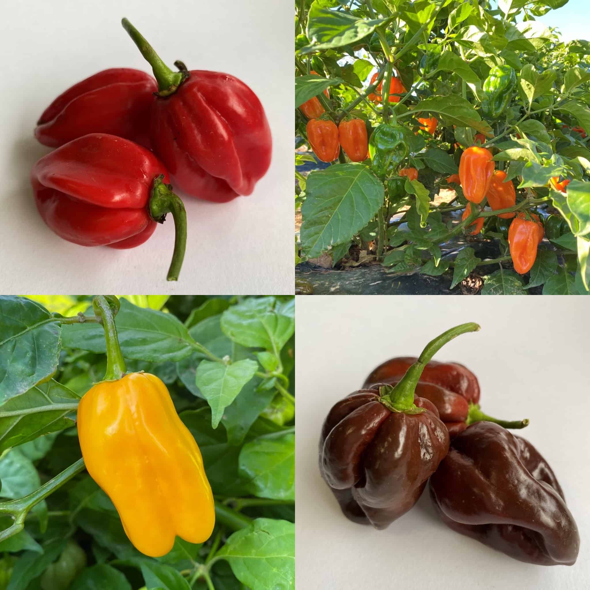 Habanero Pepper Varieties Habanero Orange