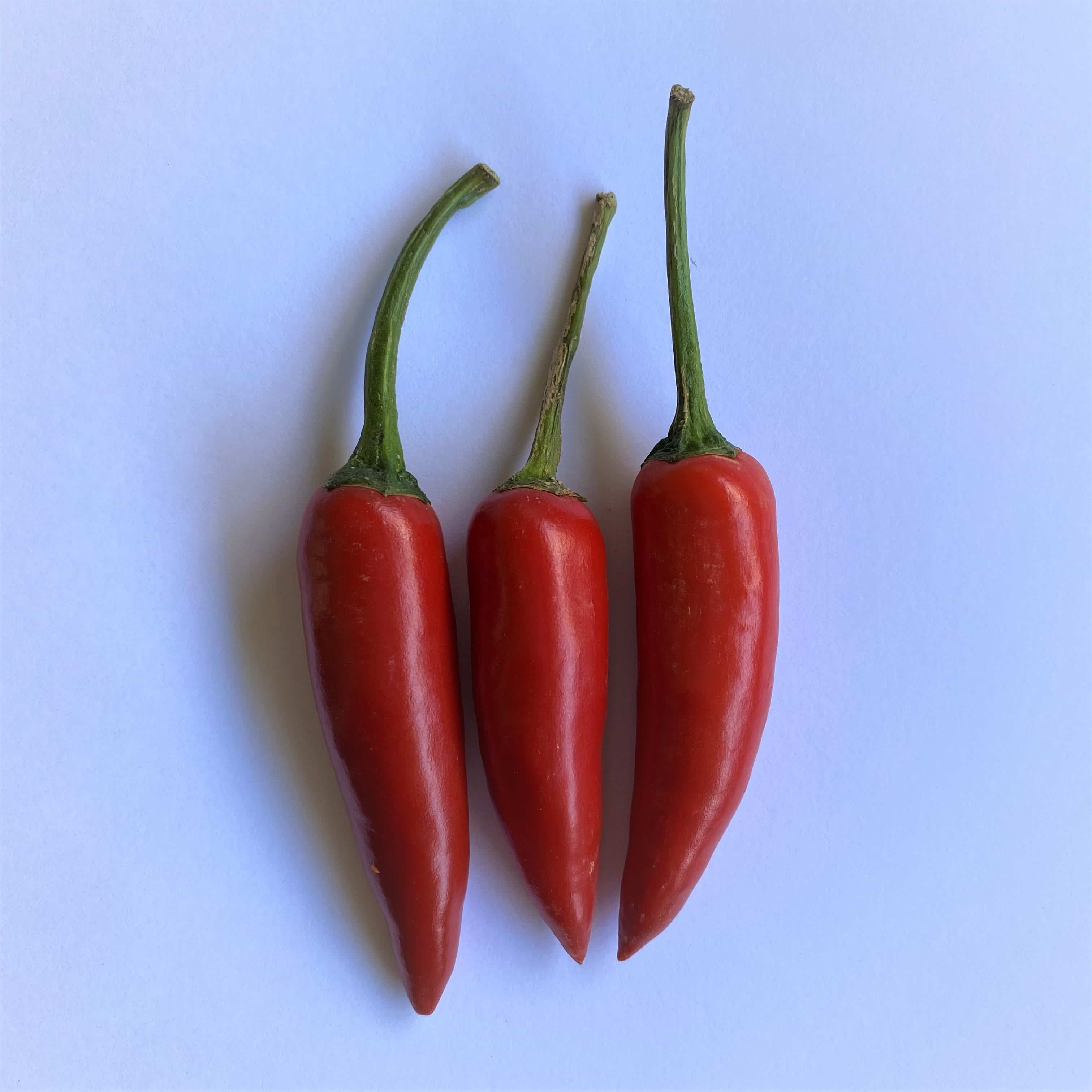 Birds Eye Large Chilli- Seeds | Chilli Kings
