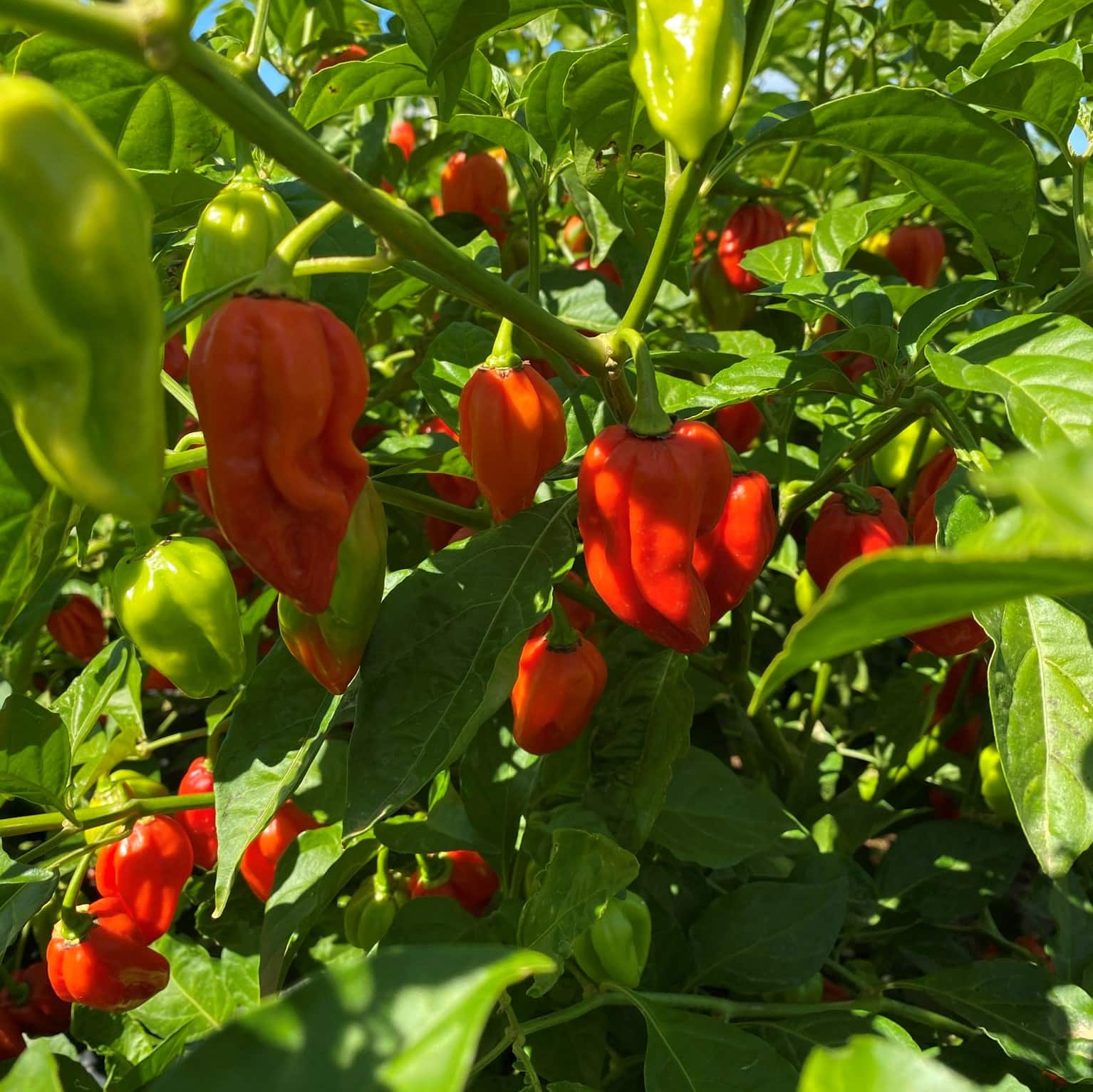 Red Habanero - Seeds | Chilli Kings