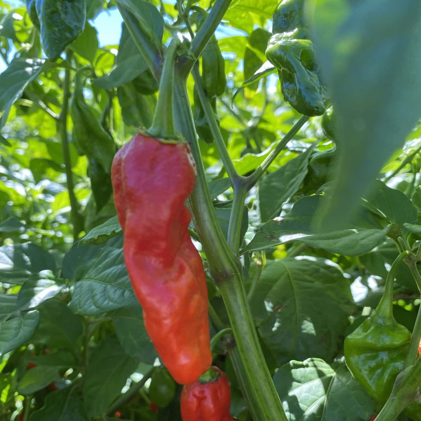 Shishito - Seeds | Chilli Kings