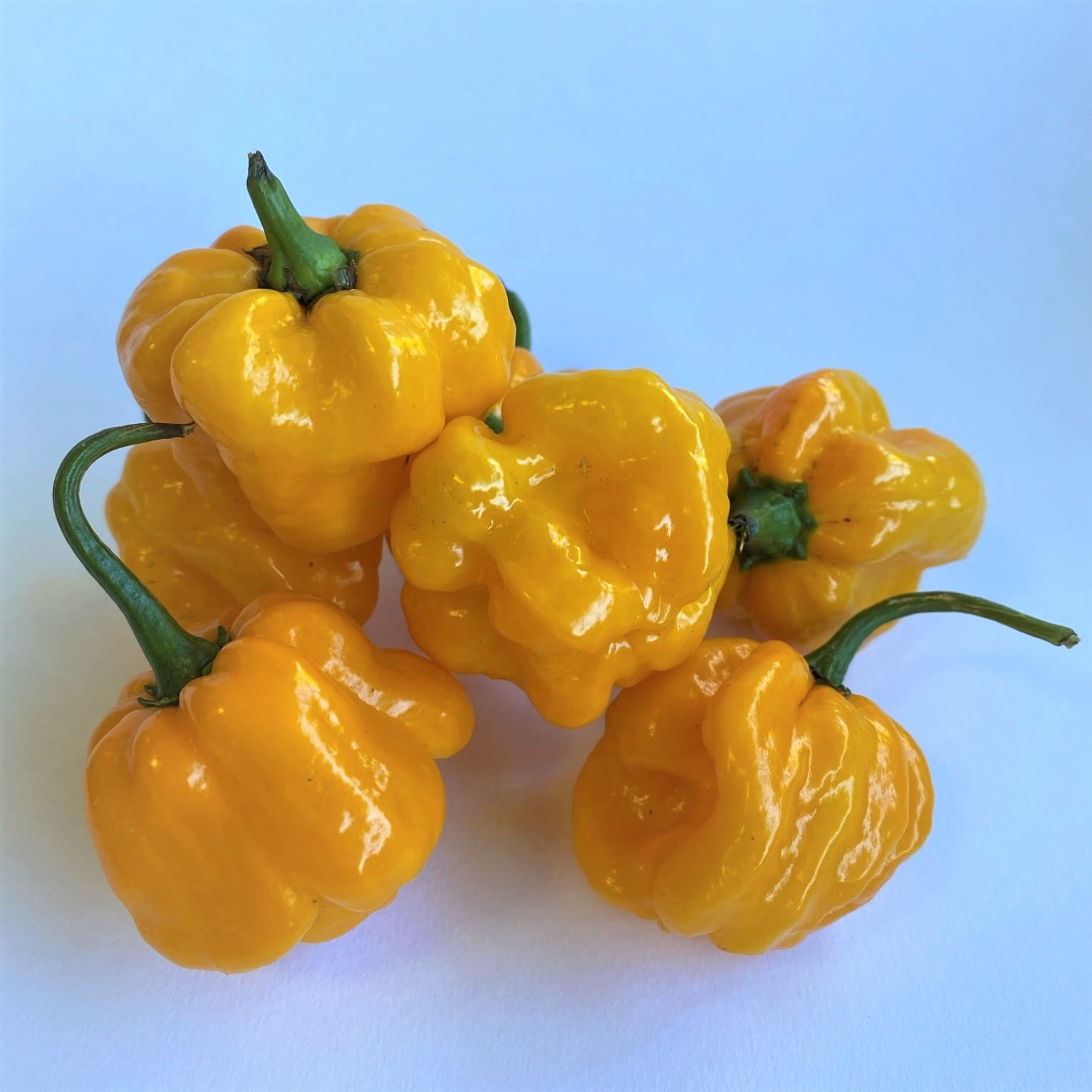 Jamaican Hot Yellow Chilli - Frozen Pods 3 kg Box | Chilli Kings
