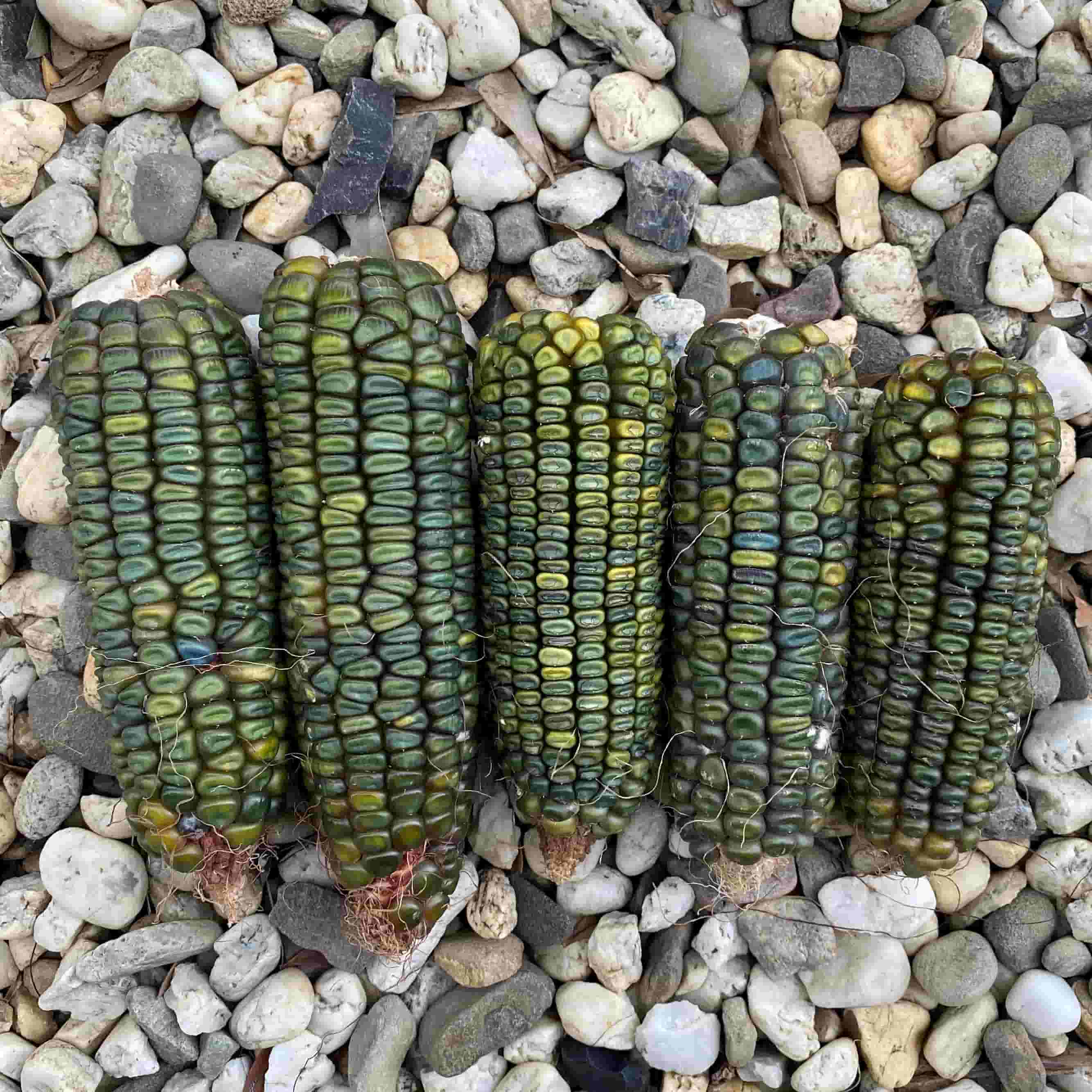 Corn, Maize - Oaxacan Green - Seeds – Chilli Kings