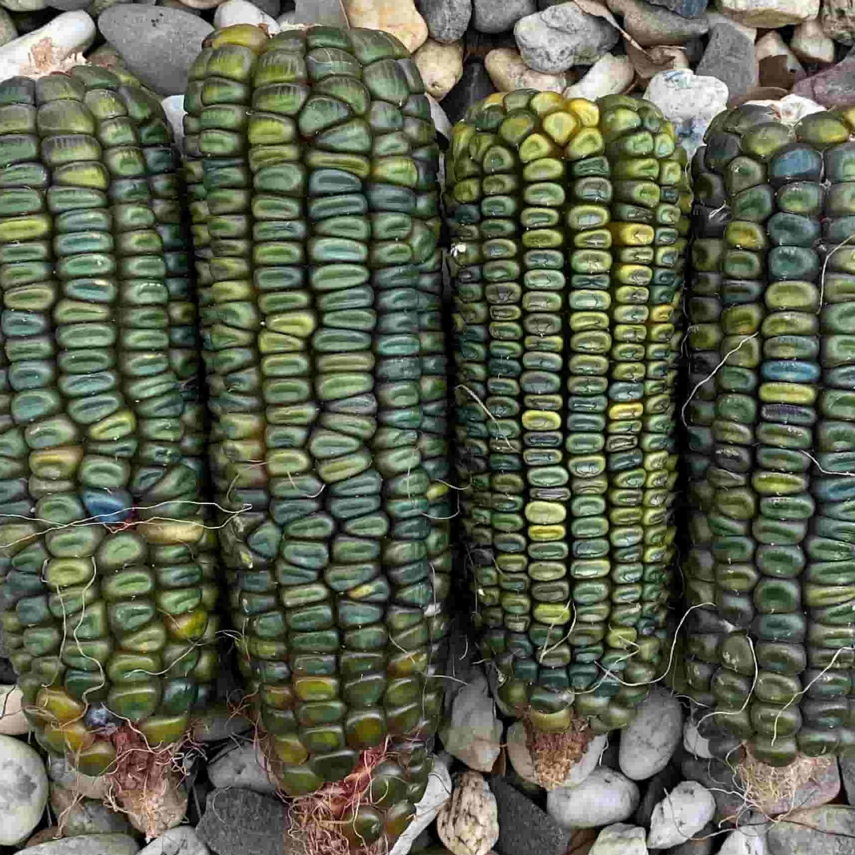 Corn, Maize - Oaxacan Green - Seeds – Chilli Kings