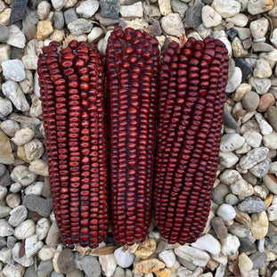 Corn, Maize - Red Aztek - Seeds – Chilli Kings