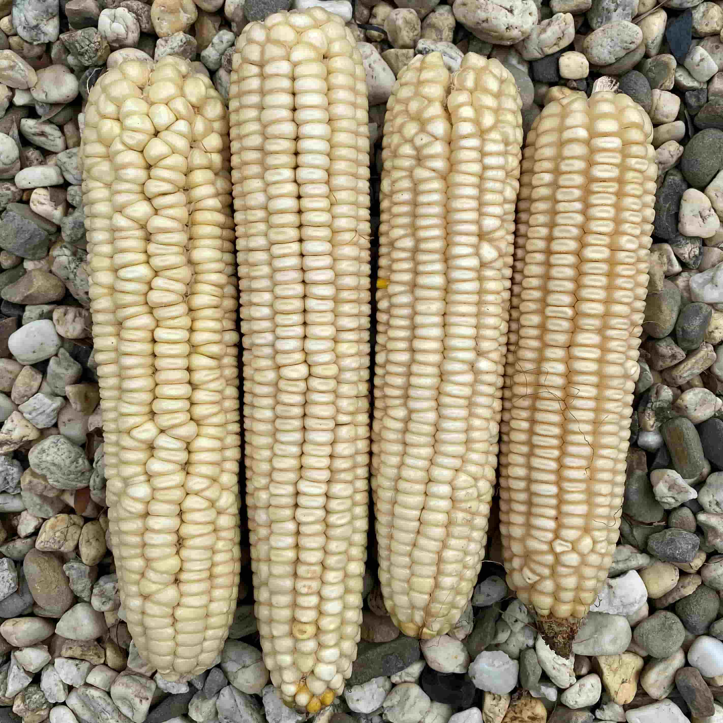 White Maize Corn