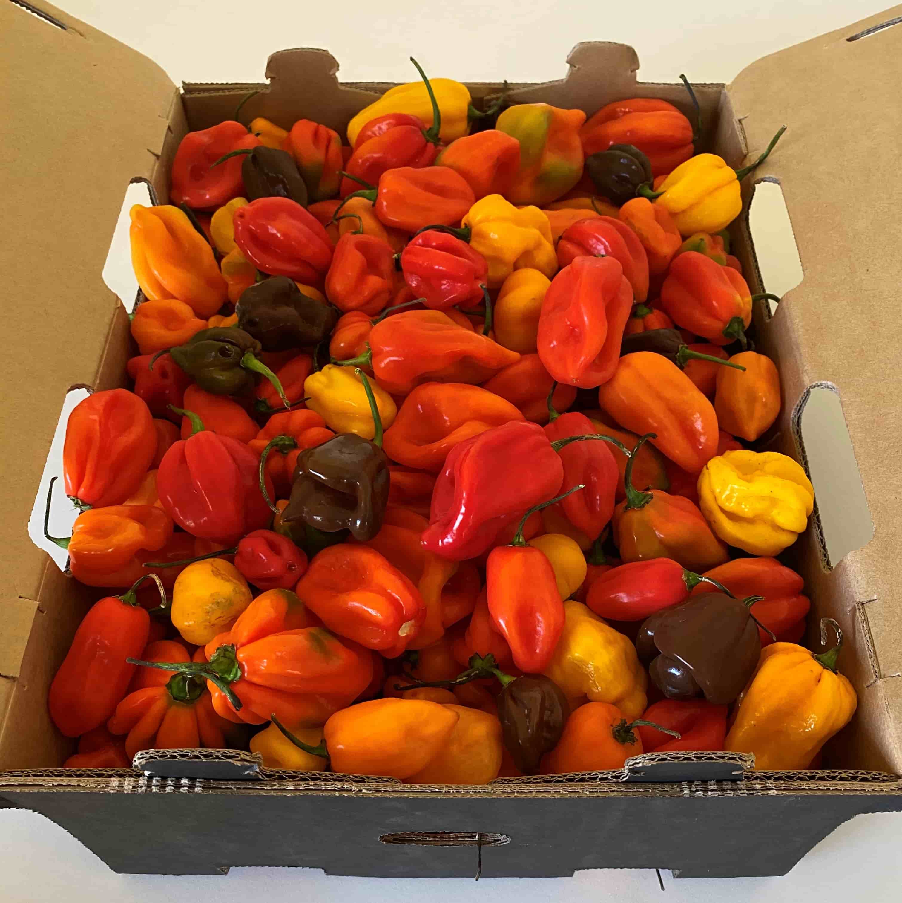 Mixed Chilli - Frozen Pods 3 kg Box | Chilli Kings
