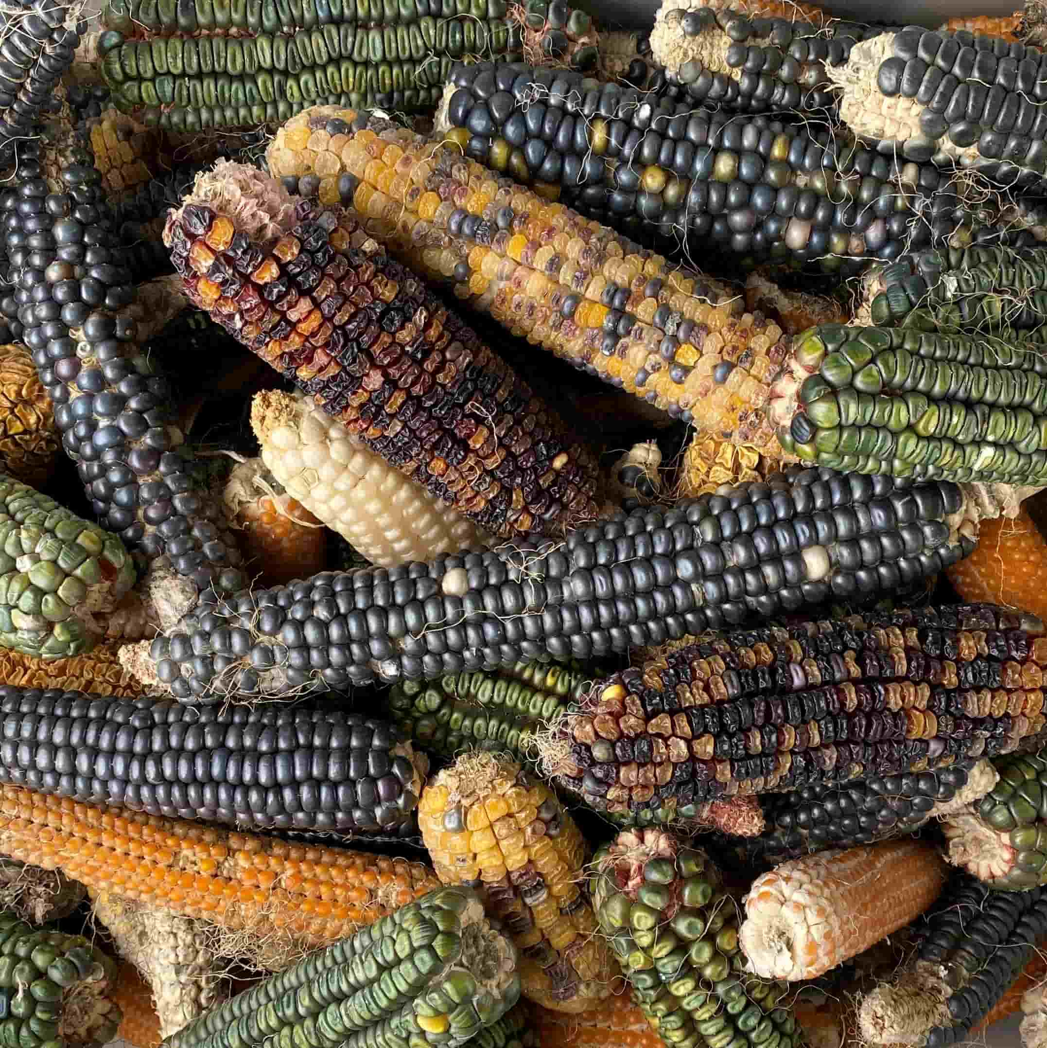 Corn, Maize | Multi Pack - 7 Varieties | Seeds – Chilli Kings