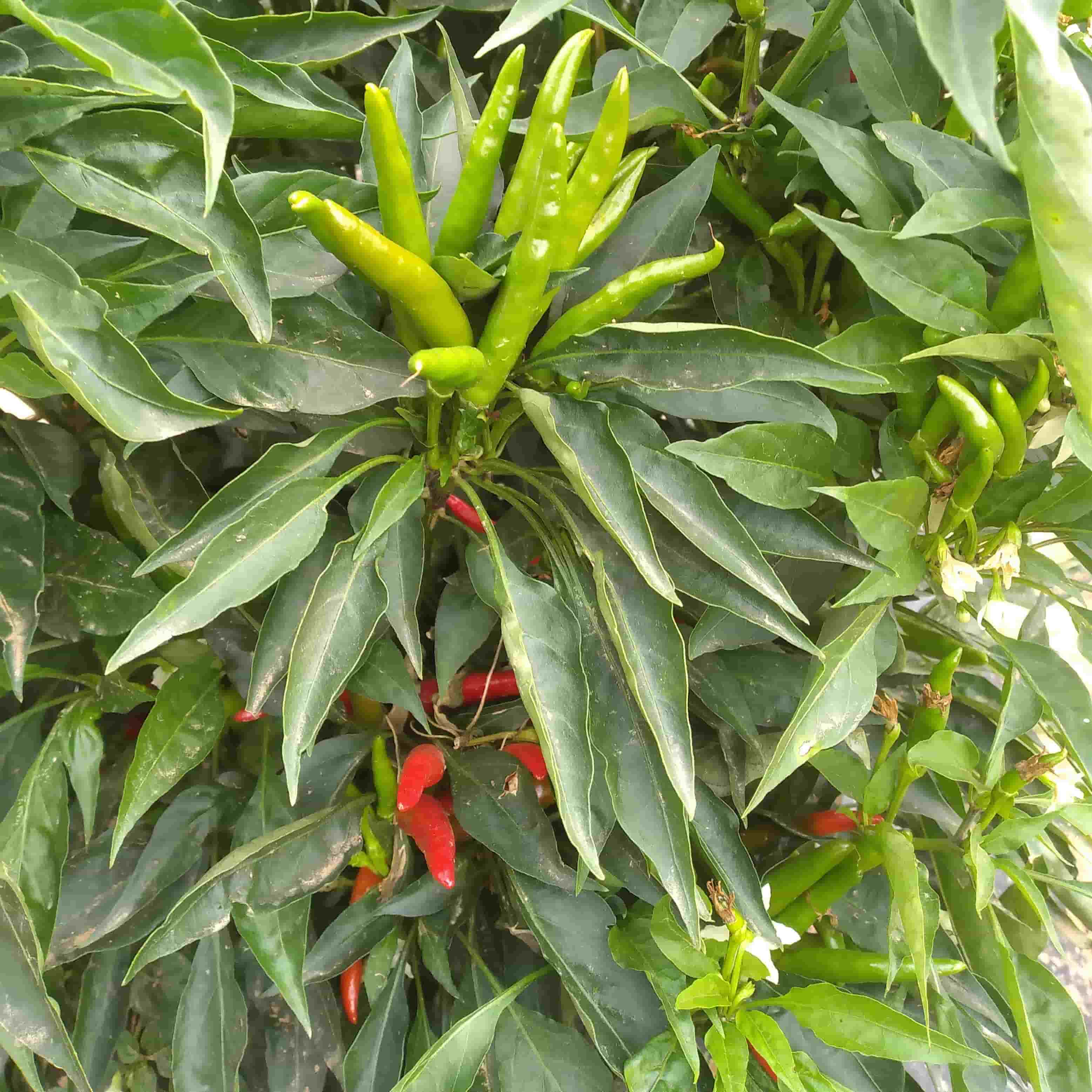 Thai Red Chilli - Seeds | Chilli Kings