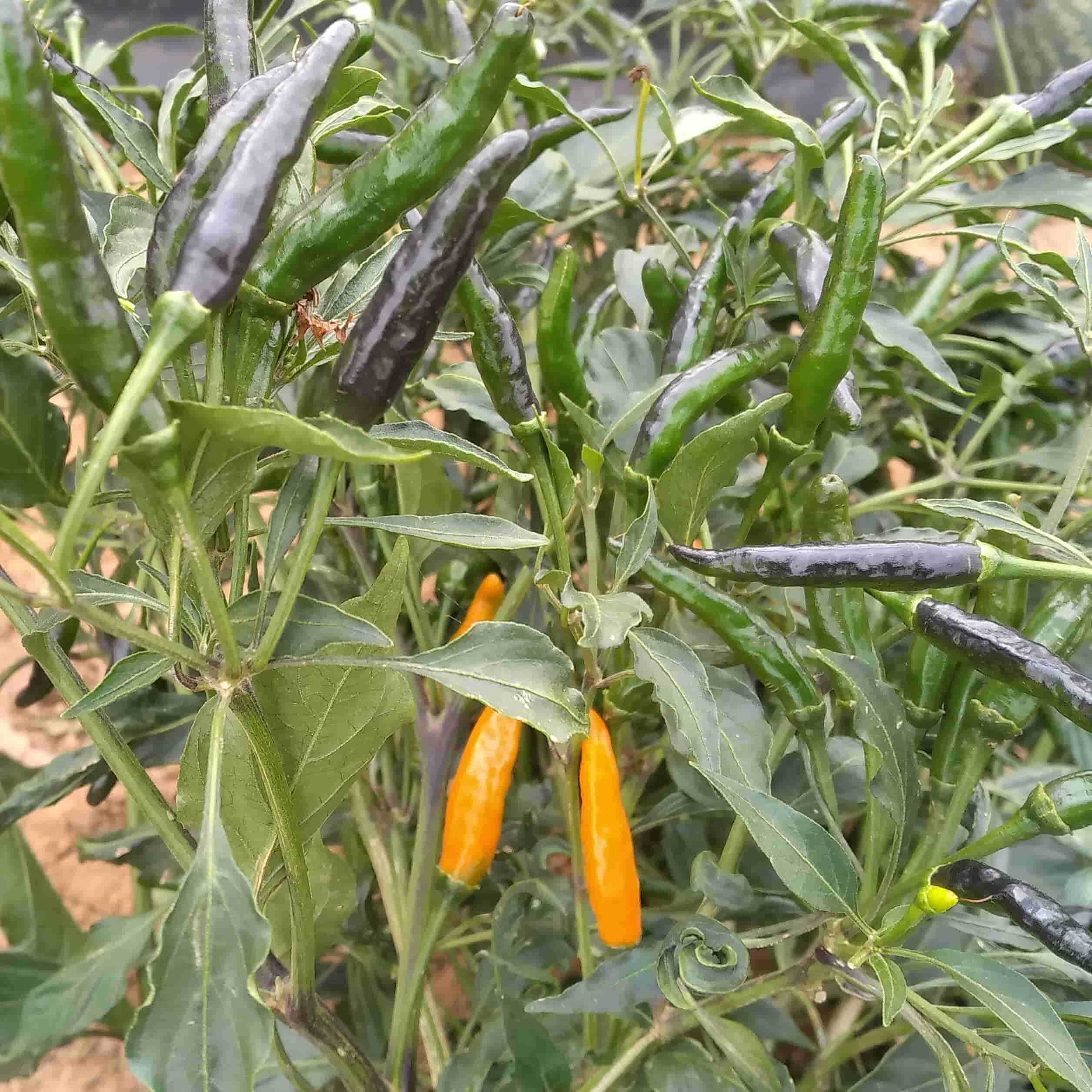 Thai Yellow Chilli - Seeds | Chilli Kings