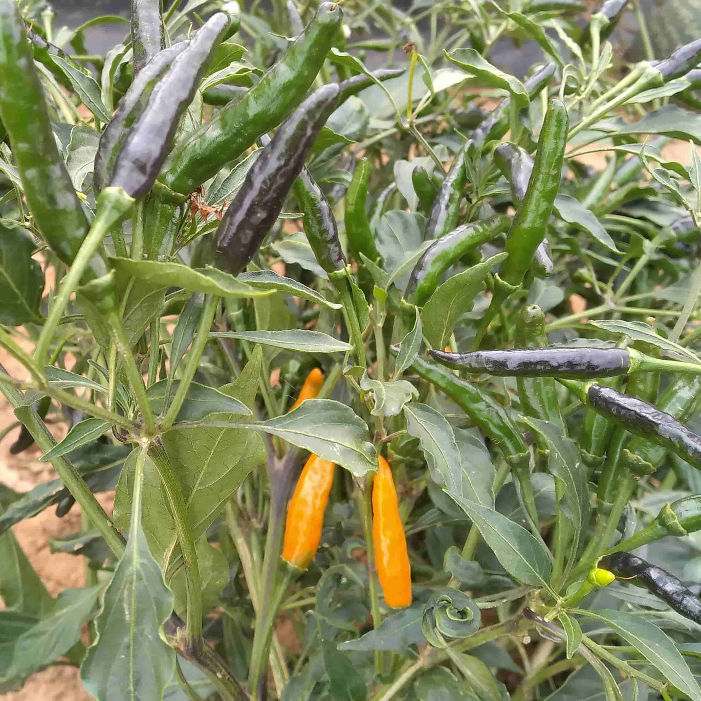 Thai Yellow Chilli - Seeds | Chilli Kings