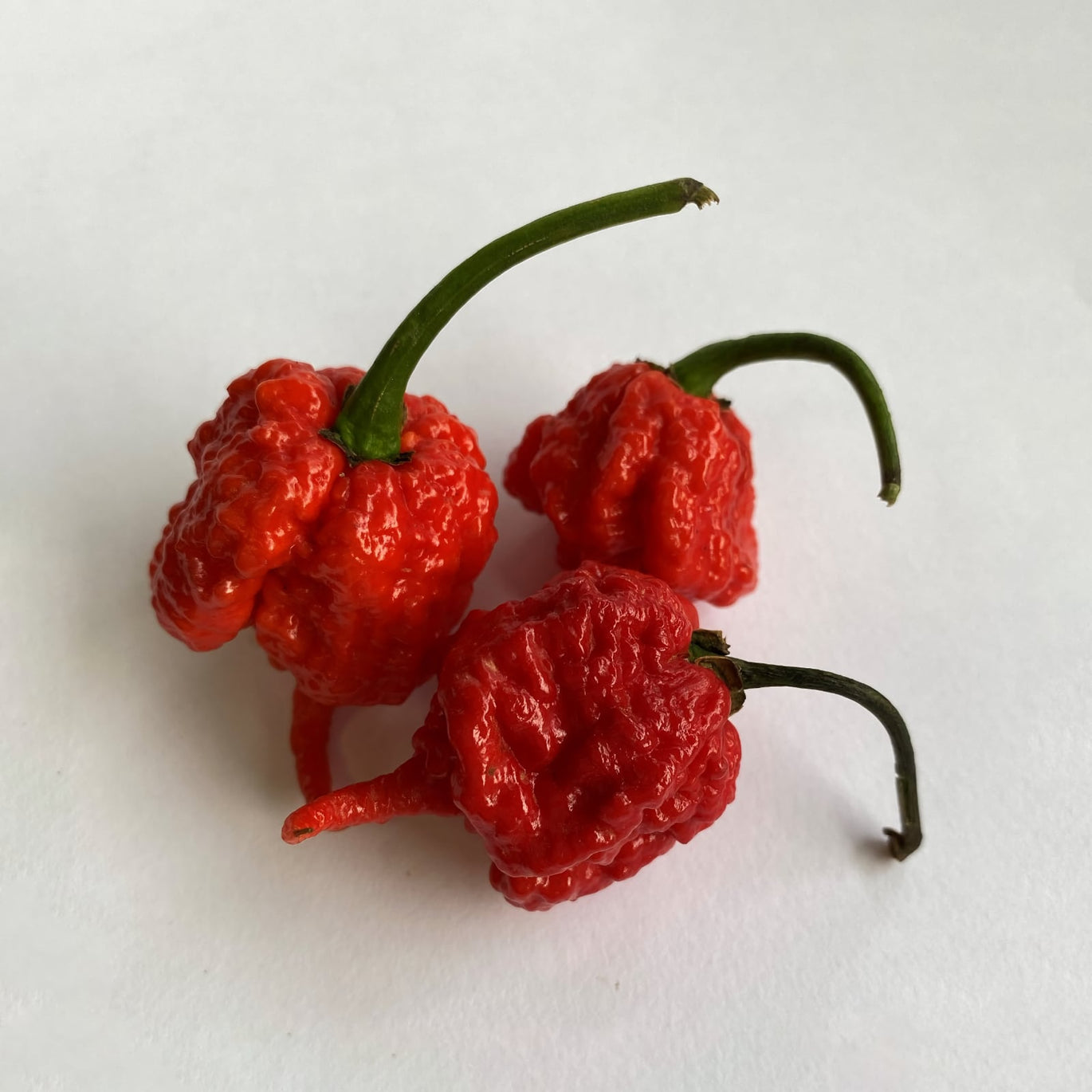 Carolina Reaper Red CK - Seeds | Chilli Kings
