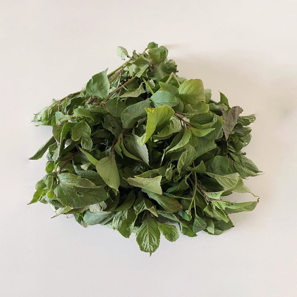 Basil (Fever Leaf) - Fresh Bunch | Chilli Kings